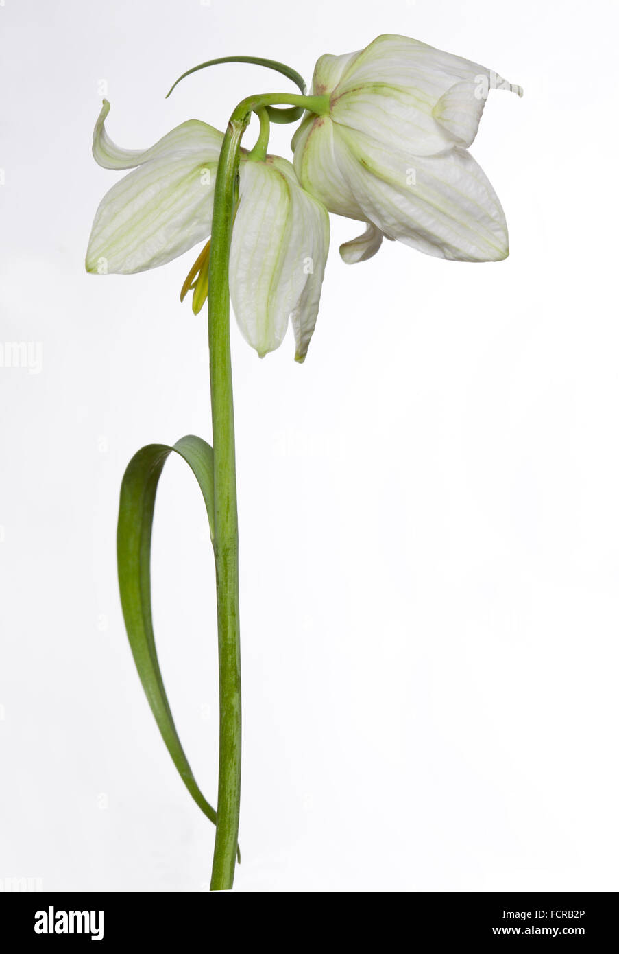 White Fritillary 'Snake's Head' on a white background Stock Photo - Alamy