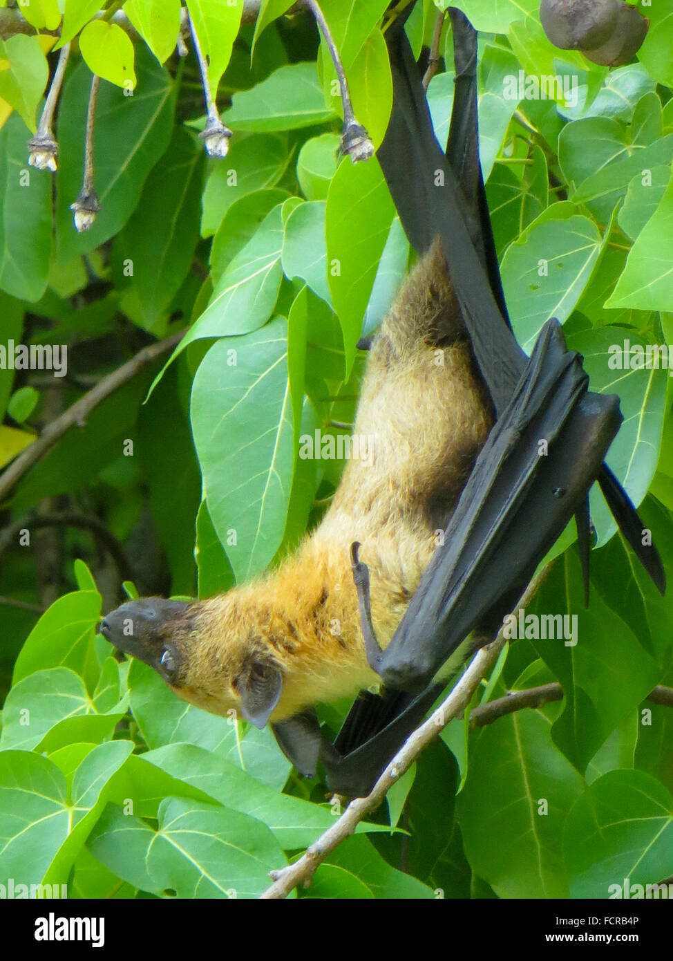 Fruit Bat chill'in on Kuramathi Island in the Maldives Stock Photo - Alamy