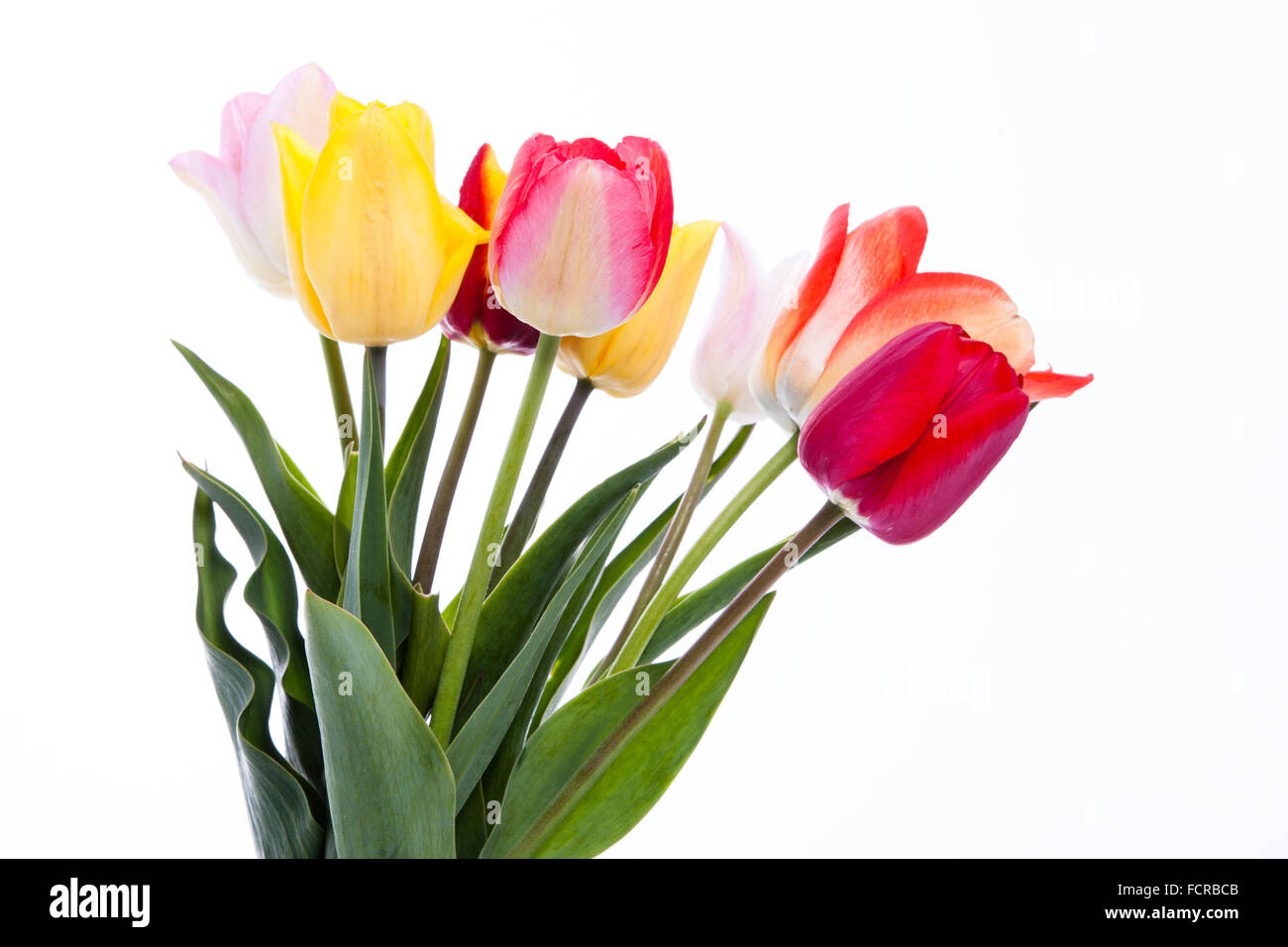 Beautiful orange purple tulips Cut Out Stock Images & Pictures - Alamy