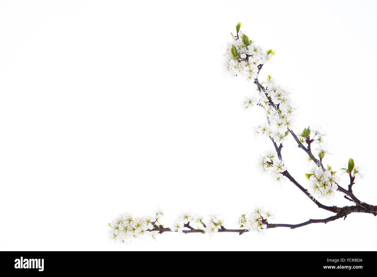 Cherry blossom detail Cut Out Stock Images & Pictures - Alamy