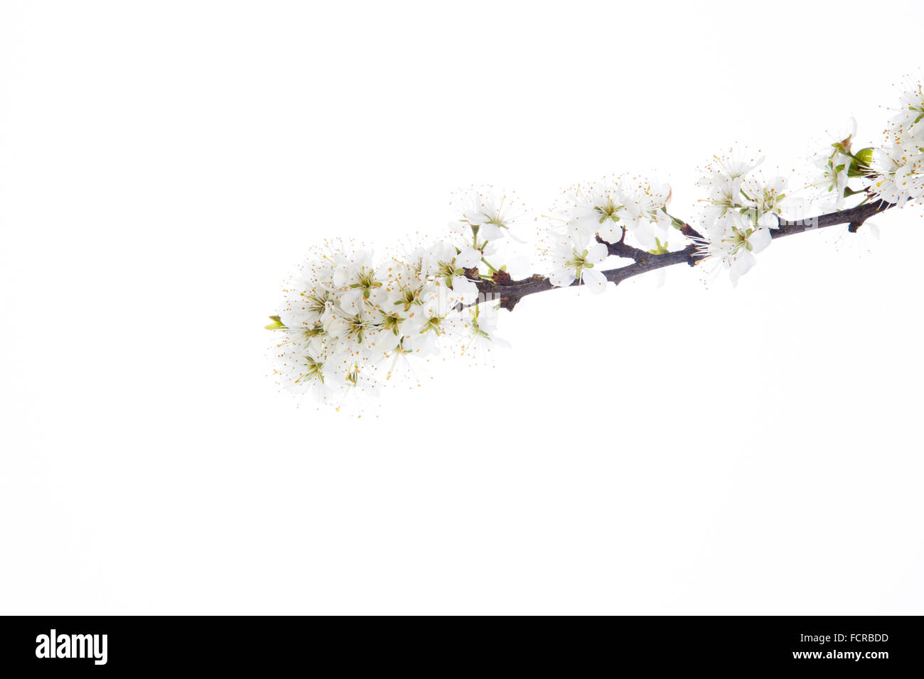 Cherry blossom detail Cut Out Stock Images & Pictures - Alamy