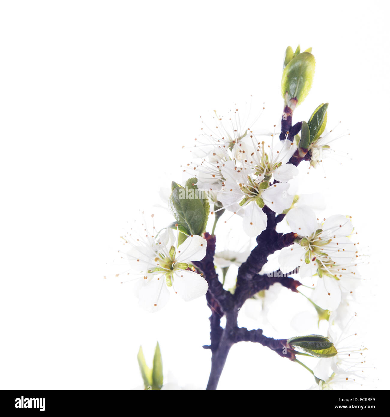 Cherry blossom detail Cut Out Stock Images & Pictures - Alamy