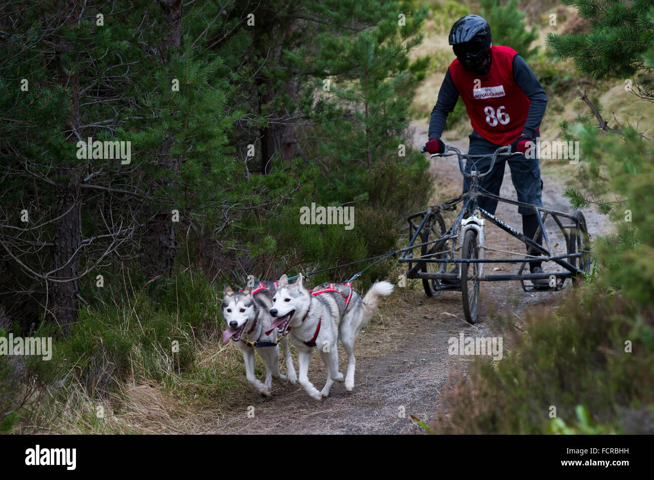 Aviemore, Scotland, UK. 24th, Jan, 2016. The Siberian Husky Club of ...