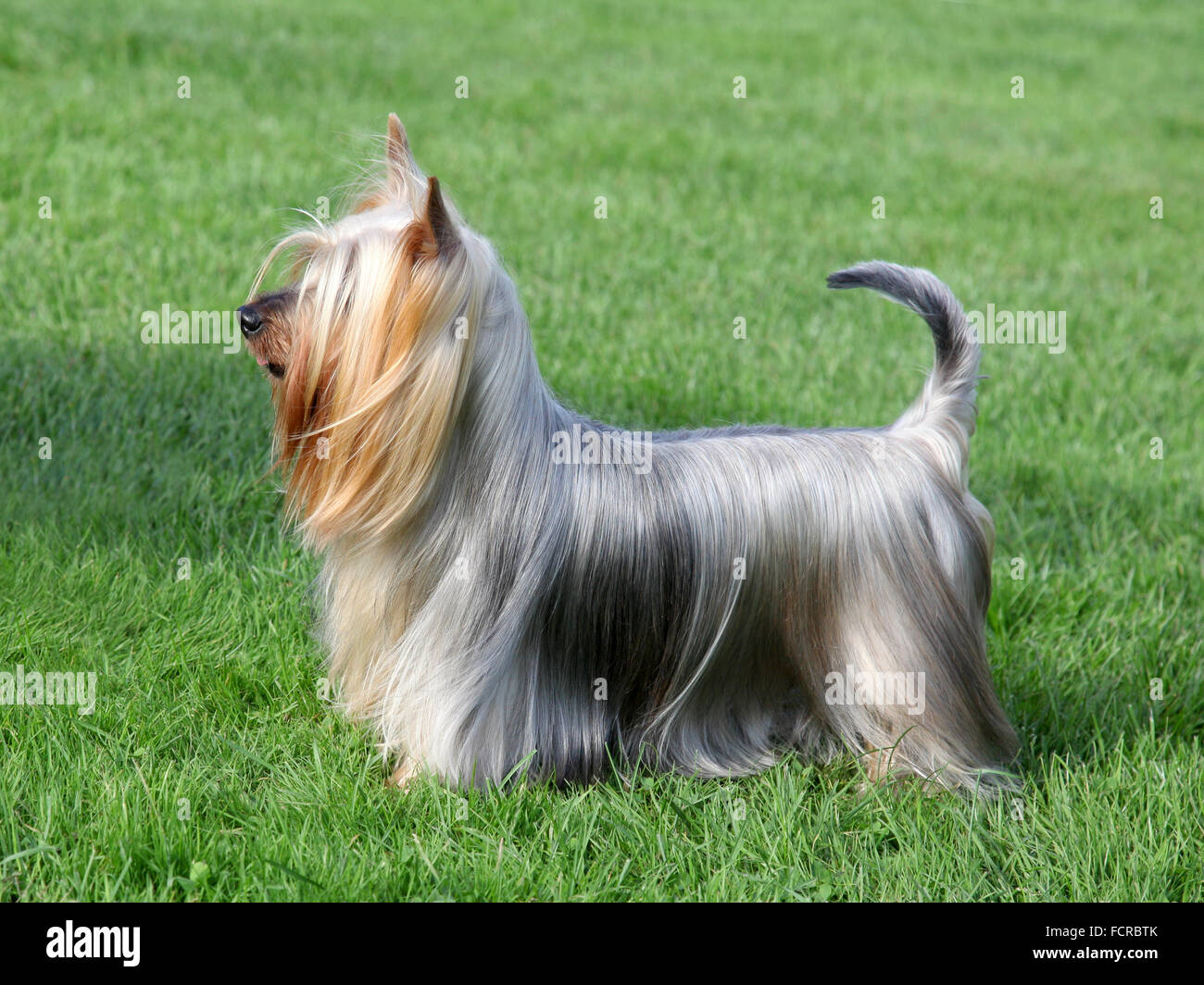 Australian silky terrier hi-res stock photography and images - Alamy