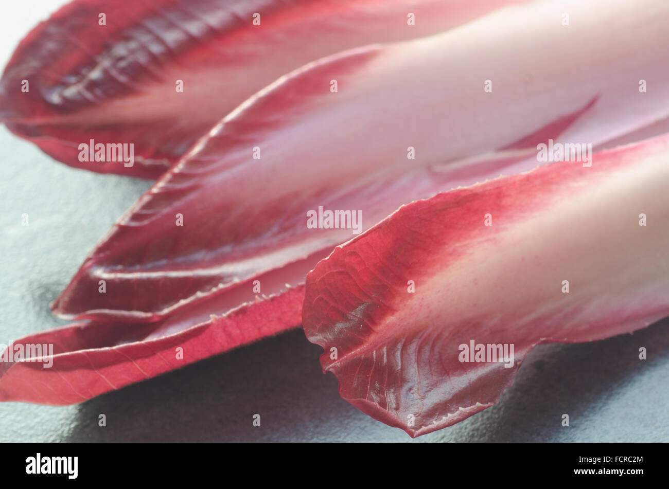 Endive chicory cichorium endivia hi-res stock photography and images ...