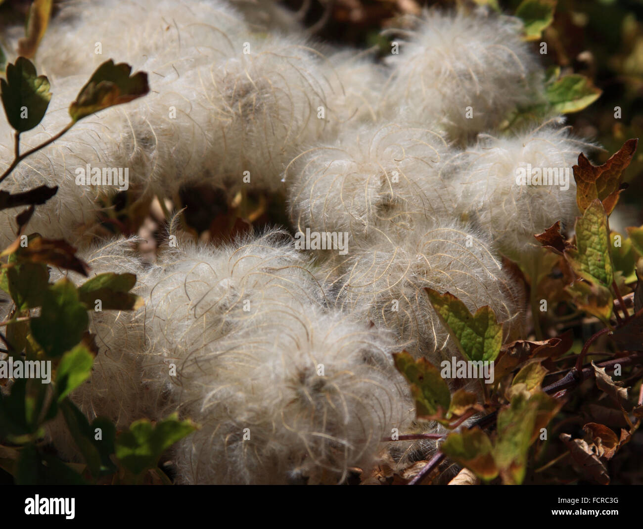Cotton grass weed growing on Mt Diablo in California Stock Photo - Alamy