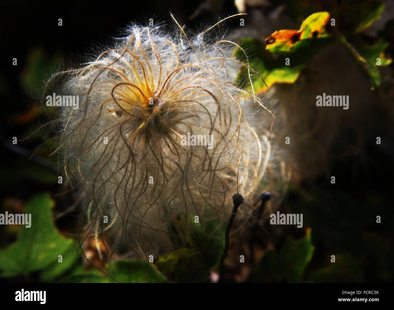 Cotton weed hi-res stock photography and images - Alamy