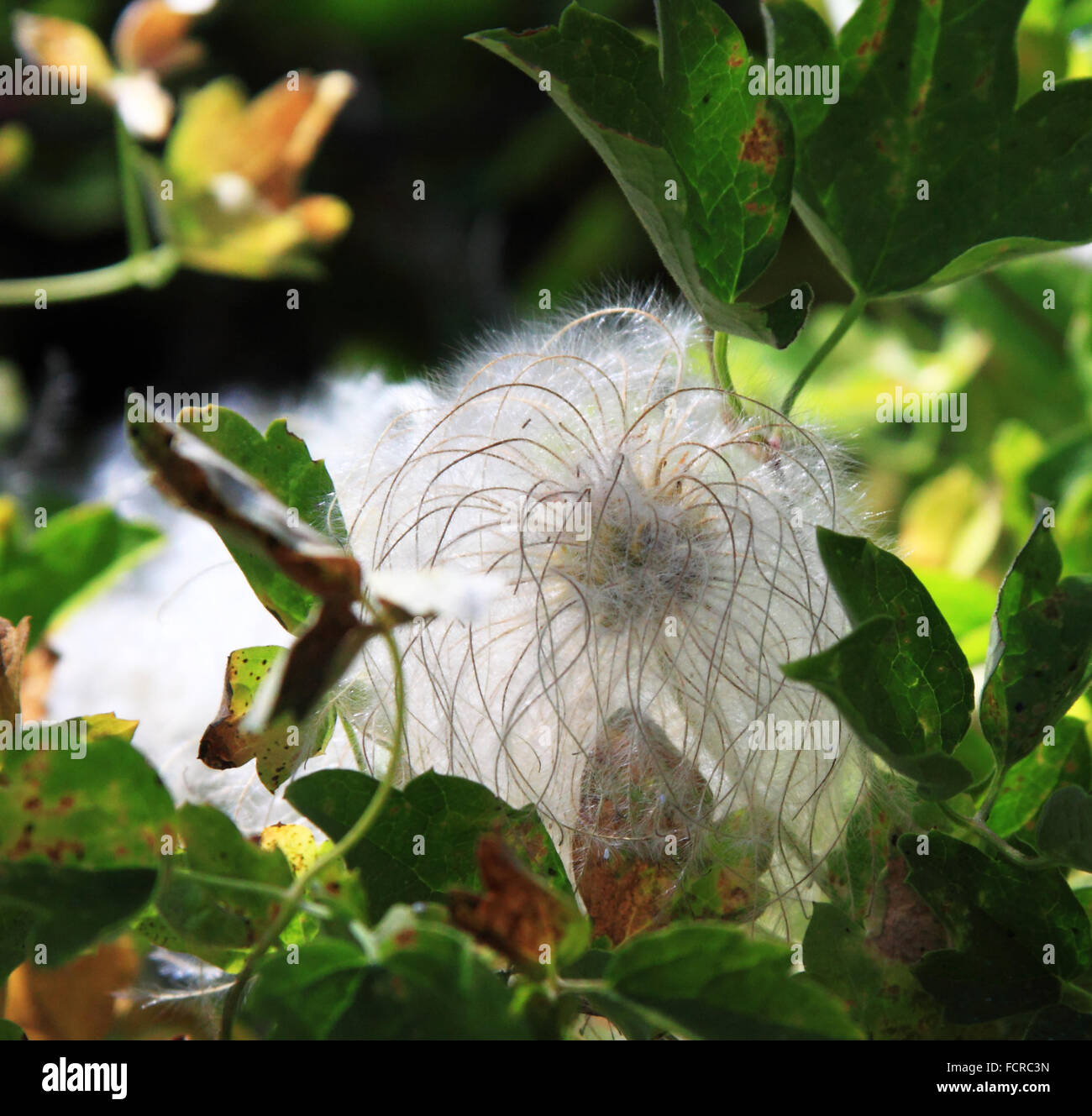 Cotton weed hi-res stock photography and images - Alamy