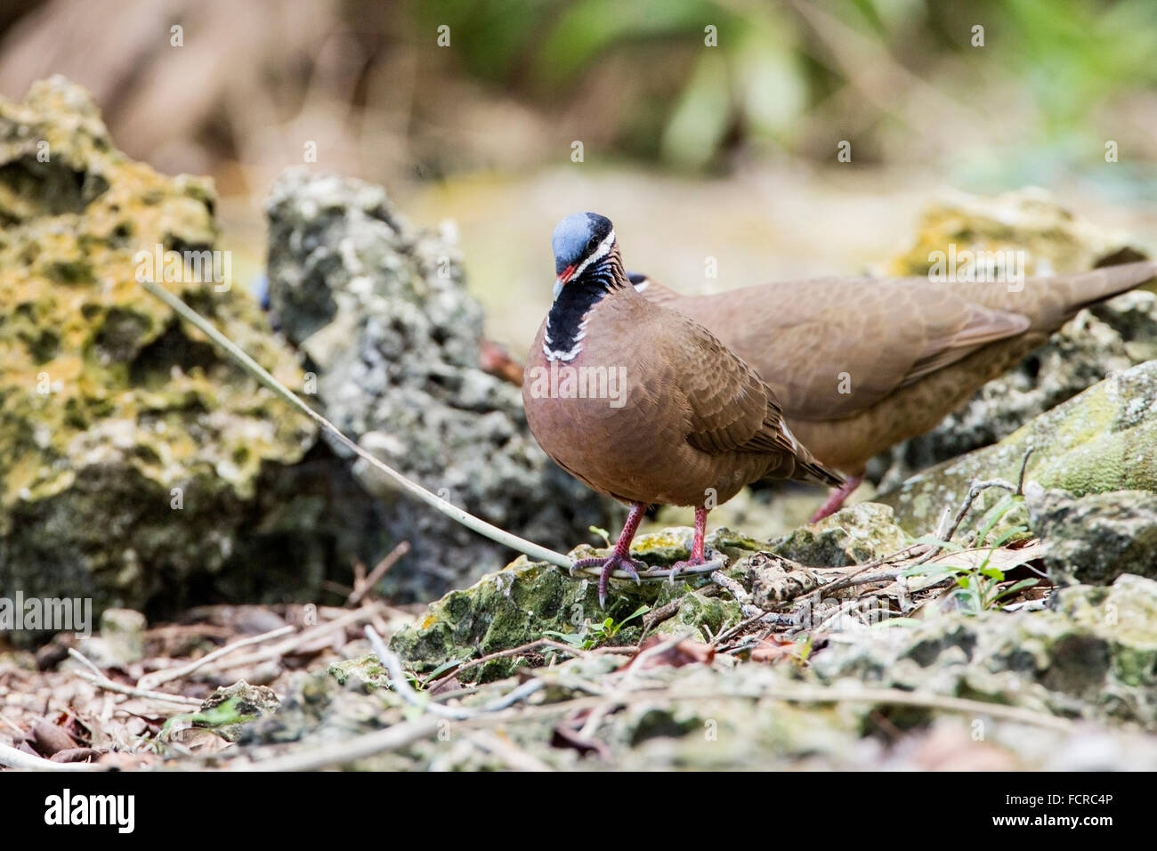 Blue headed ground pigeon hi-res stock photography and images - Alamy