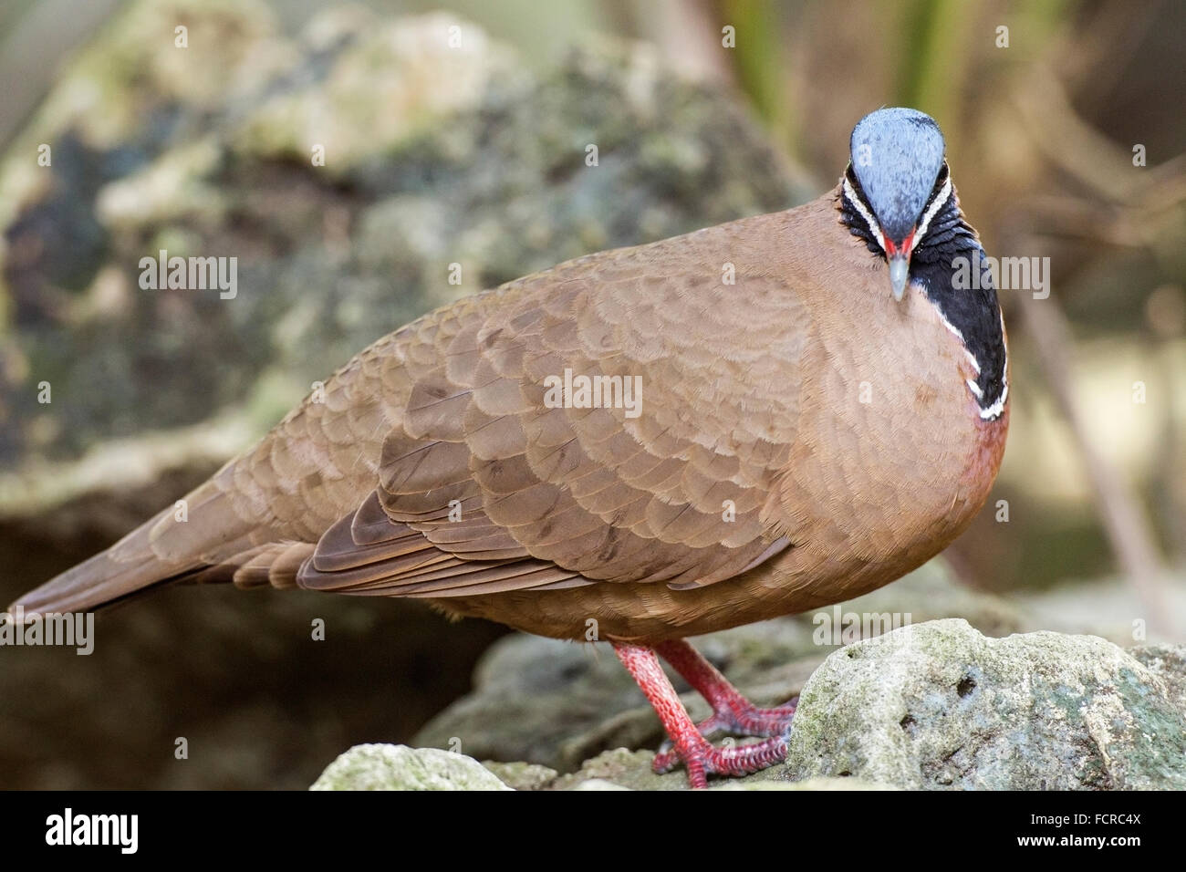 Blue headed ground pigeon hi-res stock photography and images - Alamy