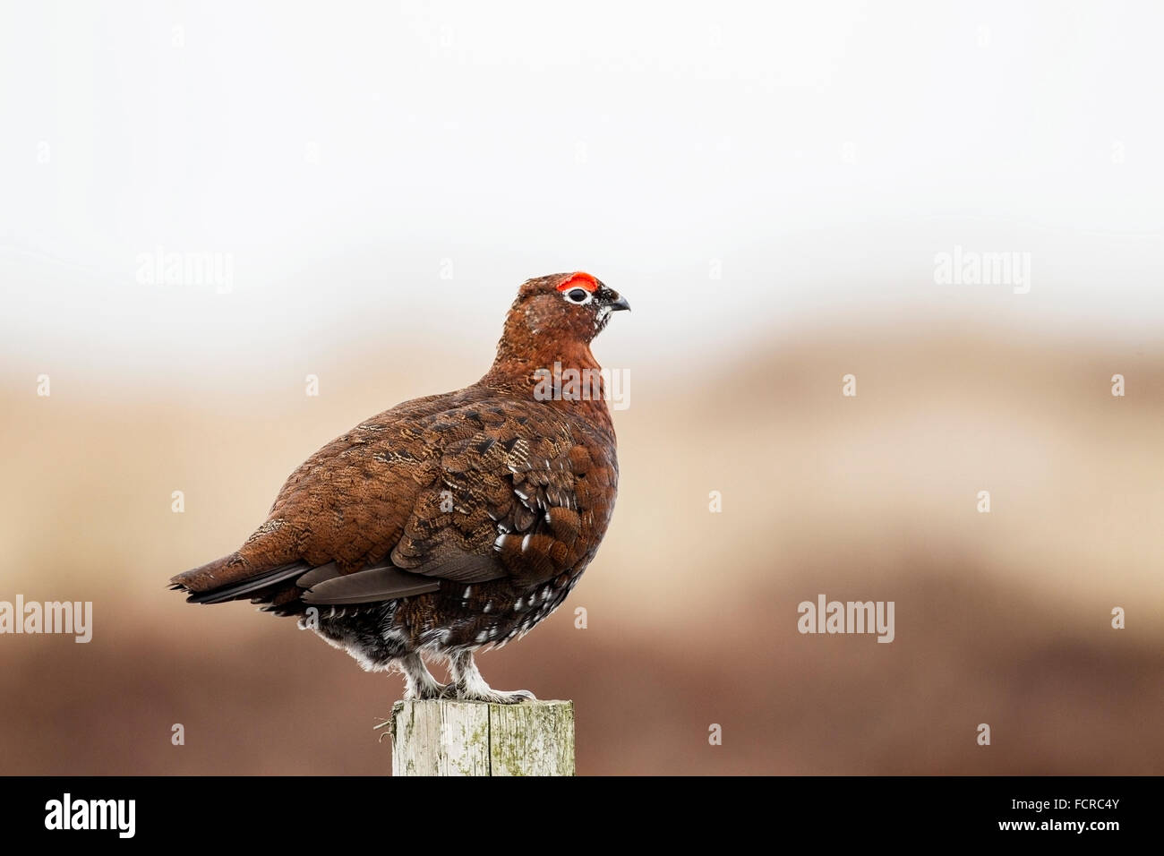 red grouse ([Lagopus lagopus scotica) adult male in heather moorland in ...