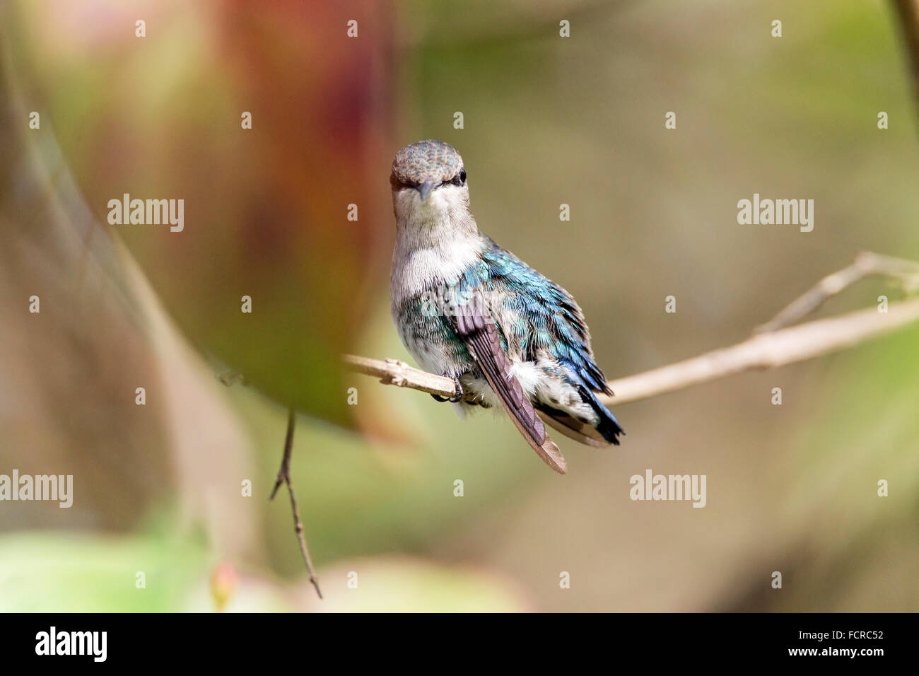 Cuban bee hummingbird hi-res stock photography and images - Alamy
