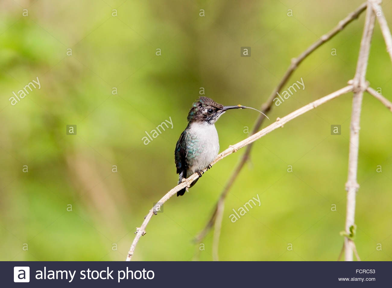 Cuban Bee Hummingbird Stock Photos & Cuban Bee Hummingbird Stock Images ...