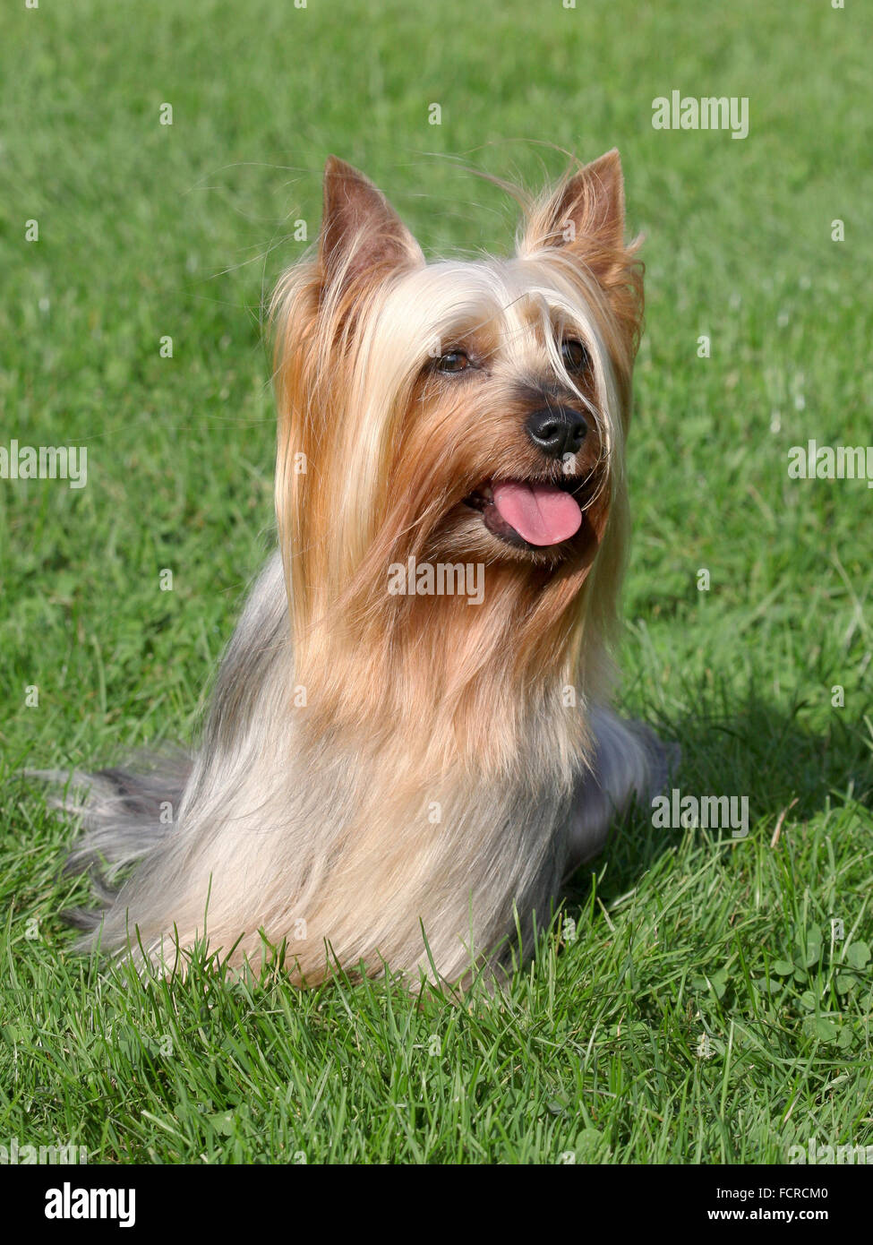 Australian silky terrier hi-res stock photography and images - Alamy