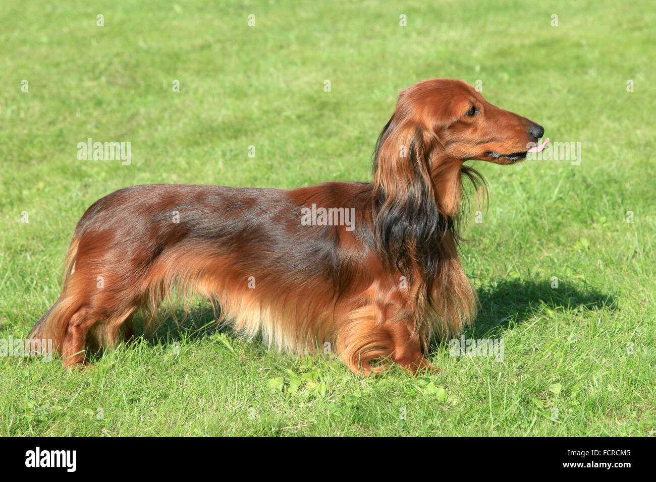 Typical Dachshund Standard dog in the spring garden Stock Photo - Alamy
