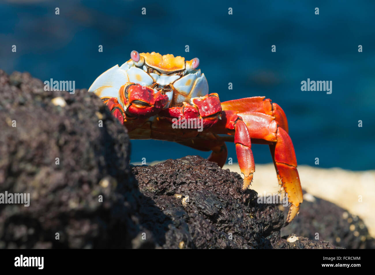 Sally lightfoot crab, Grapsus grapsus, Isla Santiago (San Salvador ...