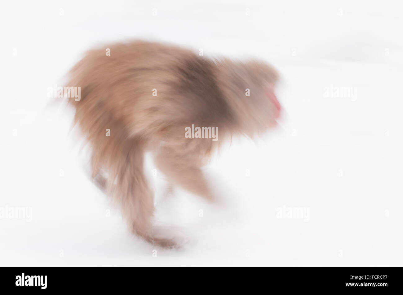 Japanese macaque, snow monkey, Macaca fuscata, Jigokudani Monkey Park ...