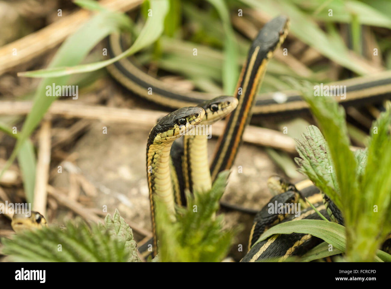 Red sided garter snakes manitoba hi-res stock photography and images ...