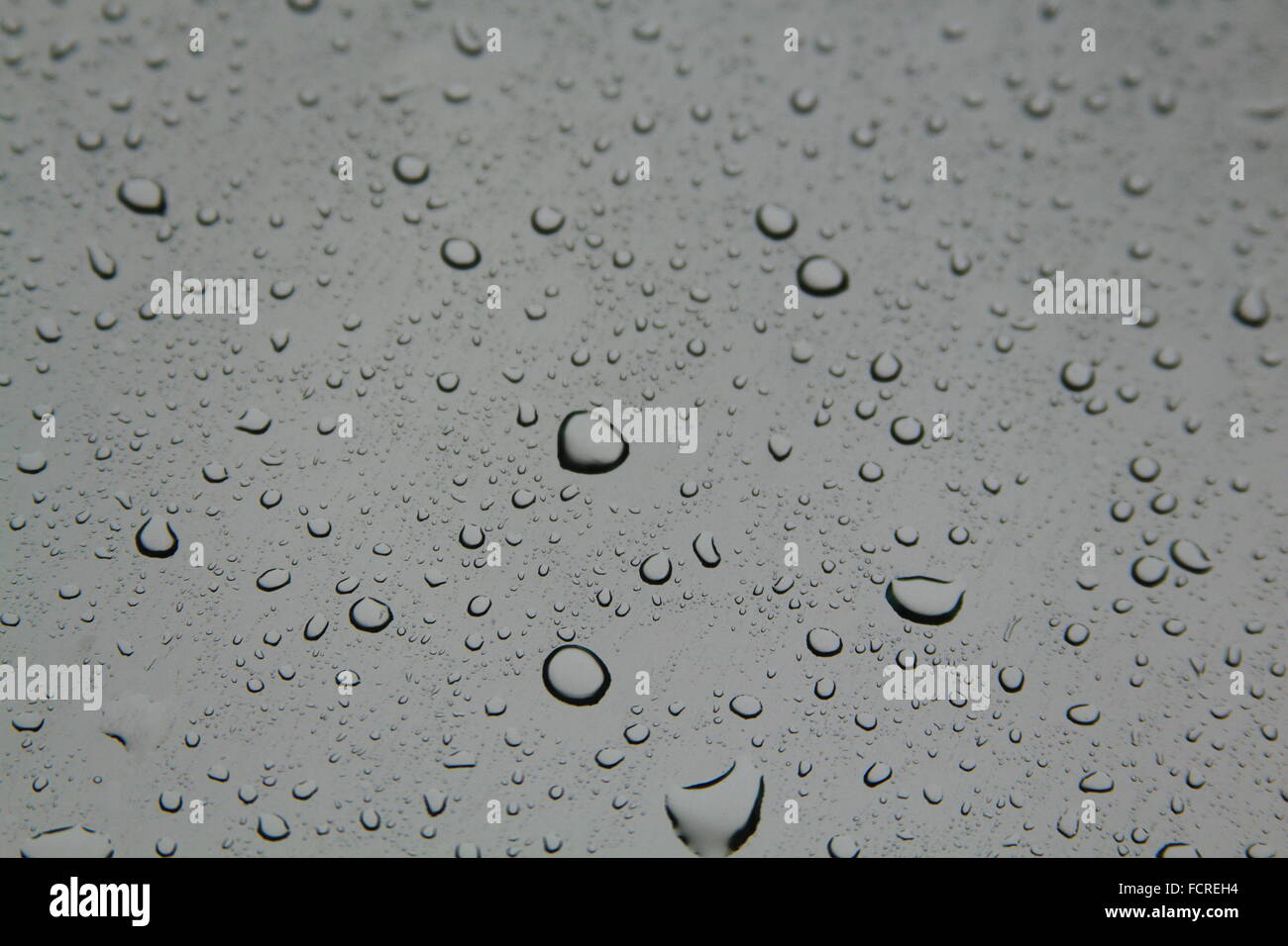 Spherical water droplets on a piece of glass during a rainstorm Stock ...