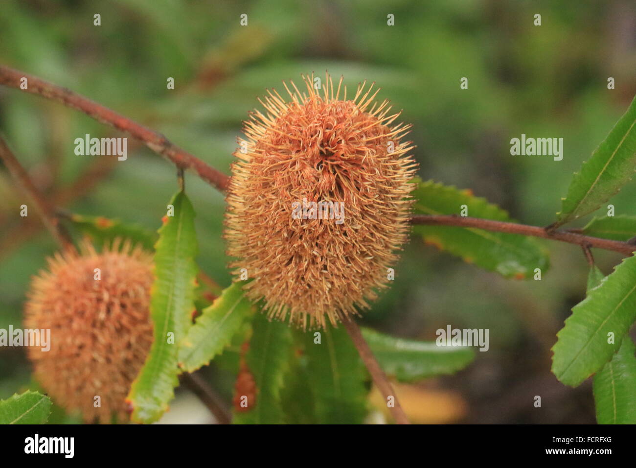 Fern leaved banksia hi-res stock photography and images - Alamy