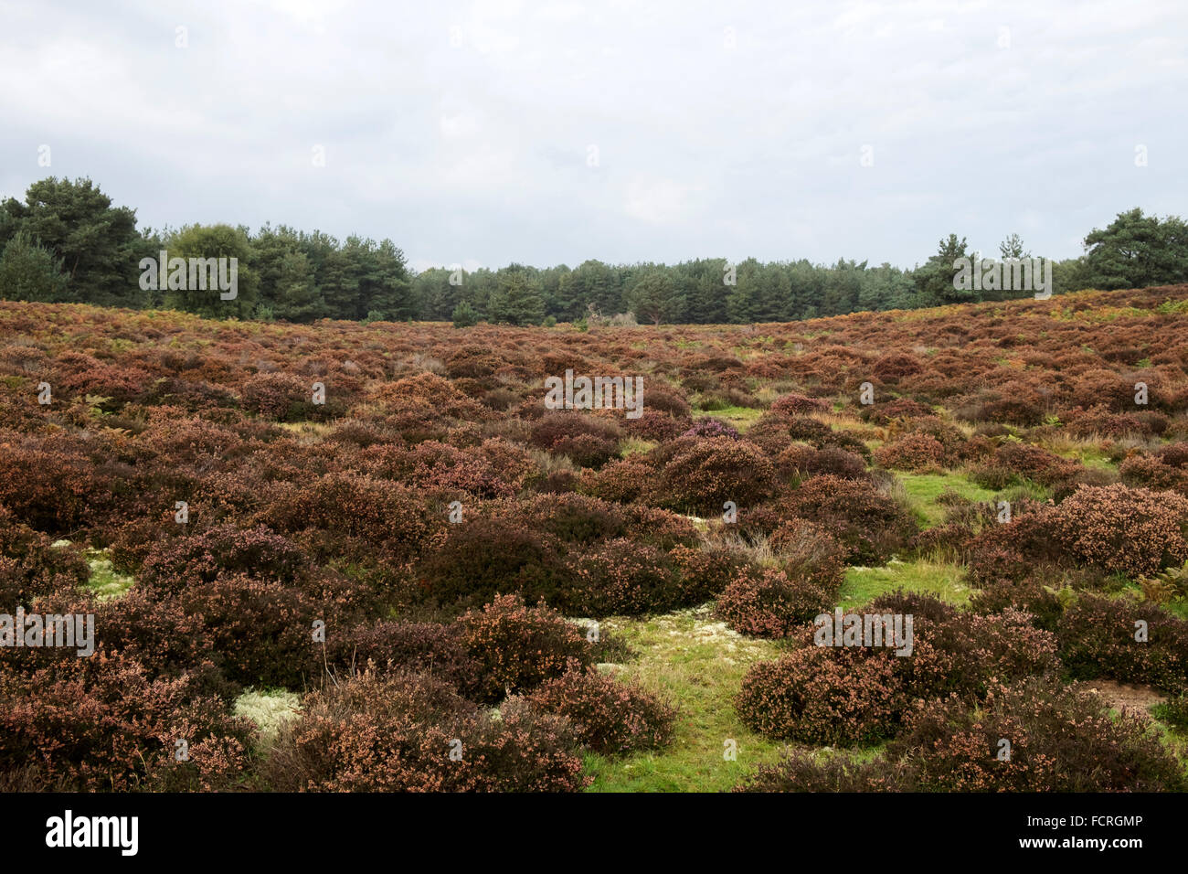 SUTTON HEATH SUFFOLK UK Stock Photo - Alamy