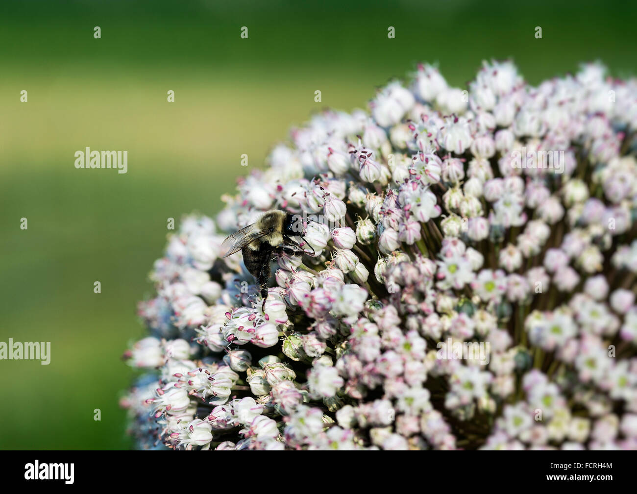 Bee on Onion flower, Allium Stock Photo - Alamy