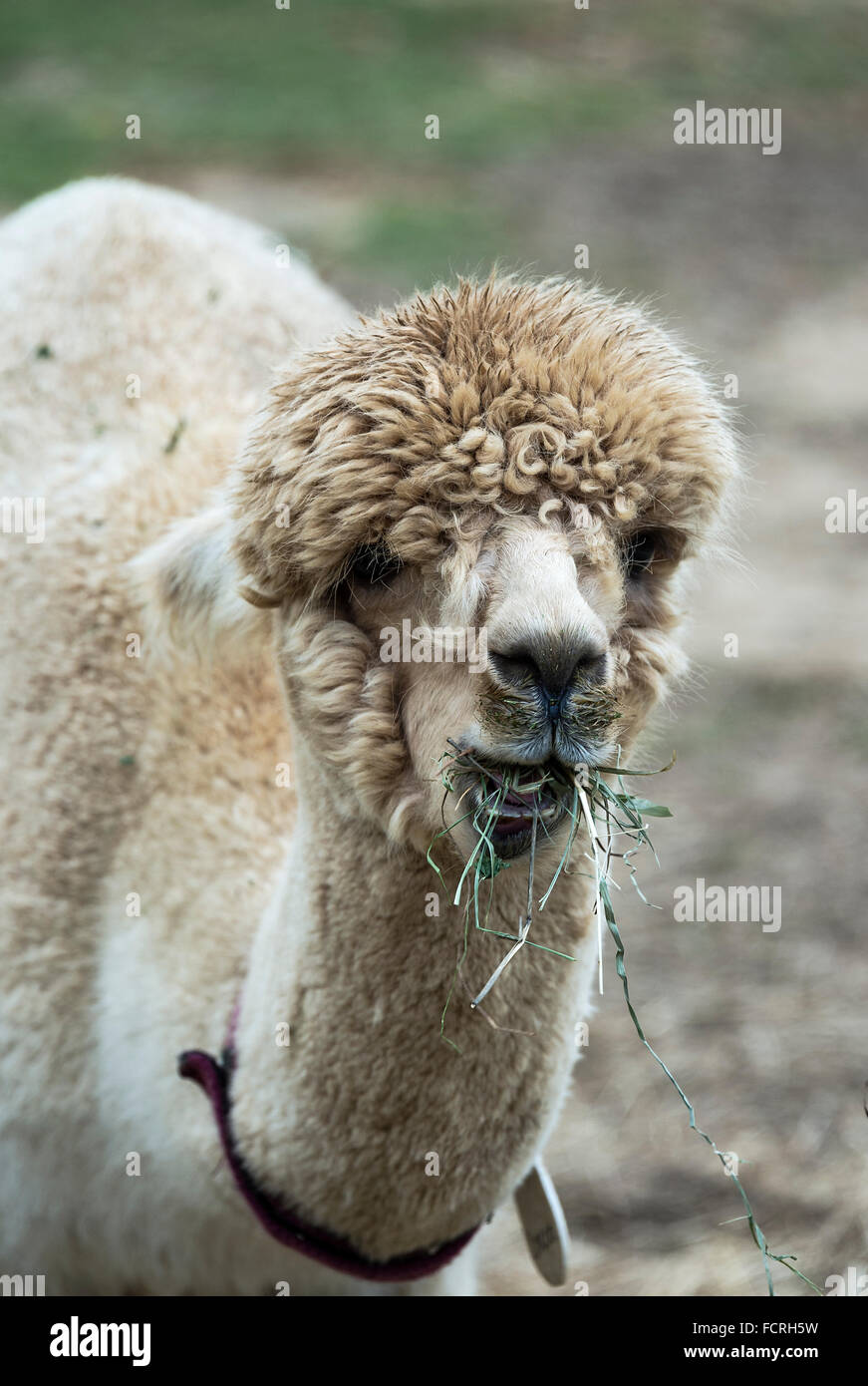 Alpacas eating hi-res stock photography and images - Alamy