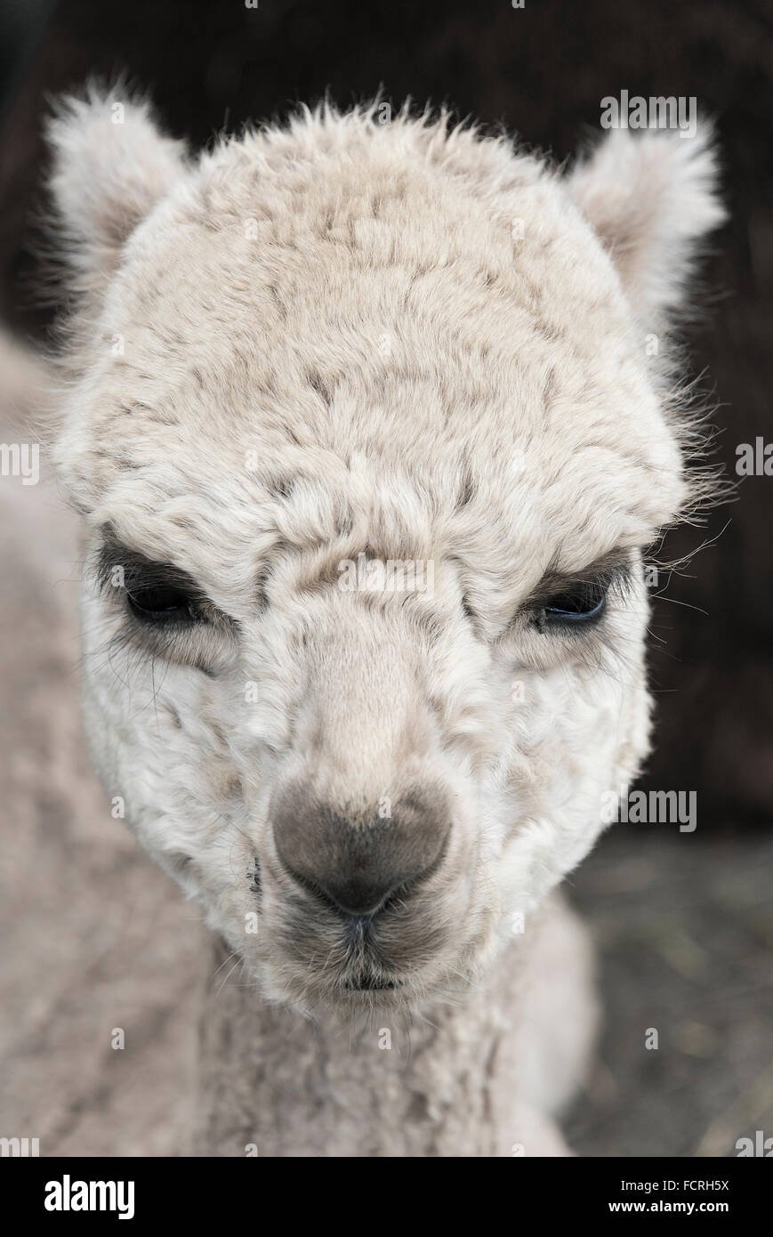 Close up alpacas face hi-res stock photography and images - Alamy