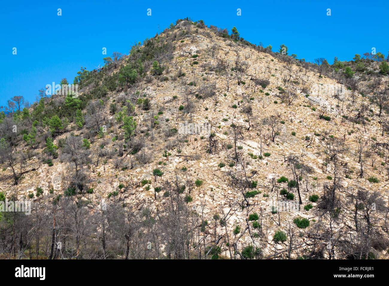 Pine trees ibiza hi-res stock photography and images - Alamy