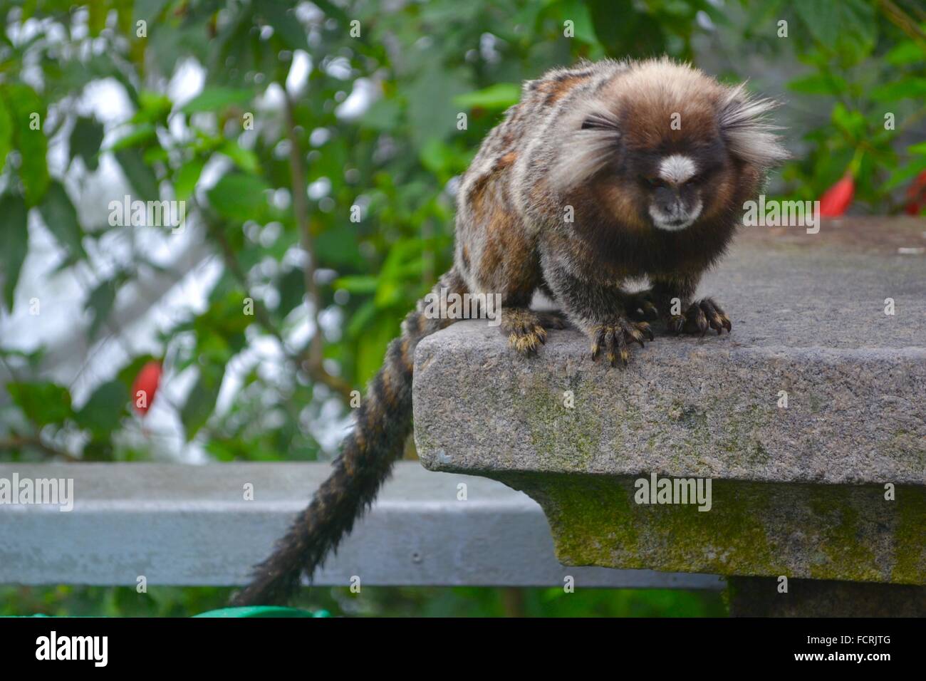 Curious monkey hi-res stock photography and images - Alamy