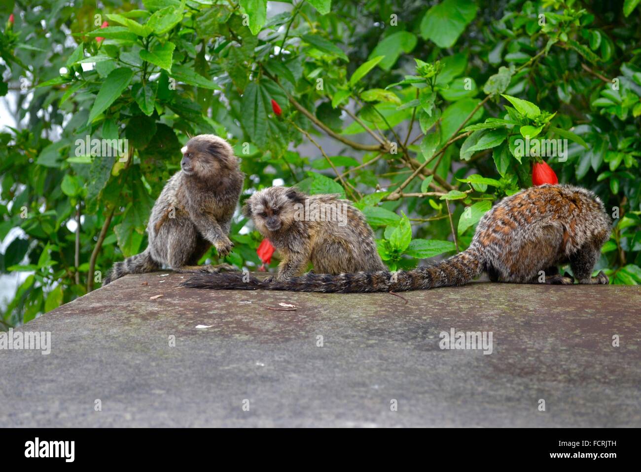 Monkey play time Stock Photo - Alamy