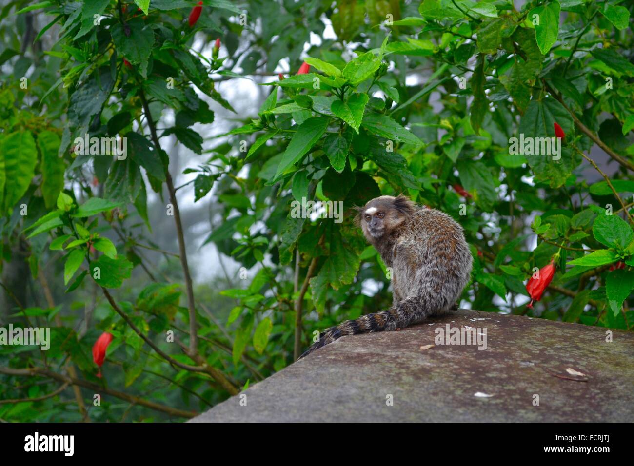 Monkey watching tourists at Christ the Redeemer Stock Photo - Alamy