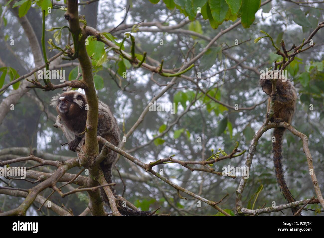 Little monkey with big monkey hi-res stock photography and images - Alamy