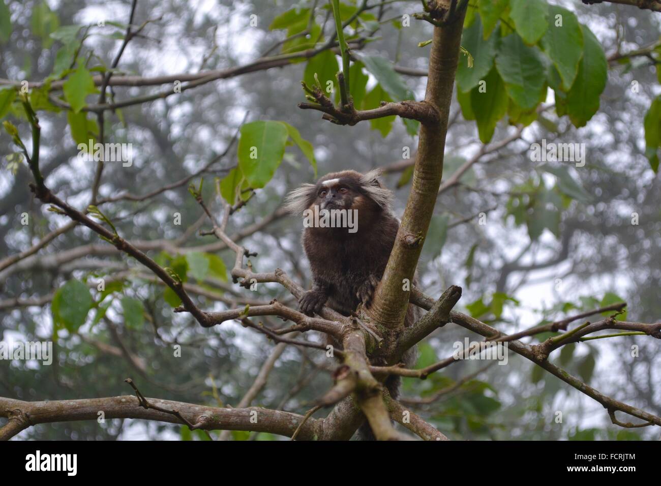 Marmoset monkey hi-res stock photography and images - Alamy