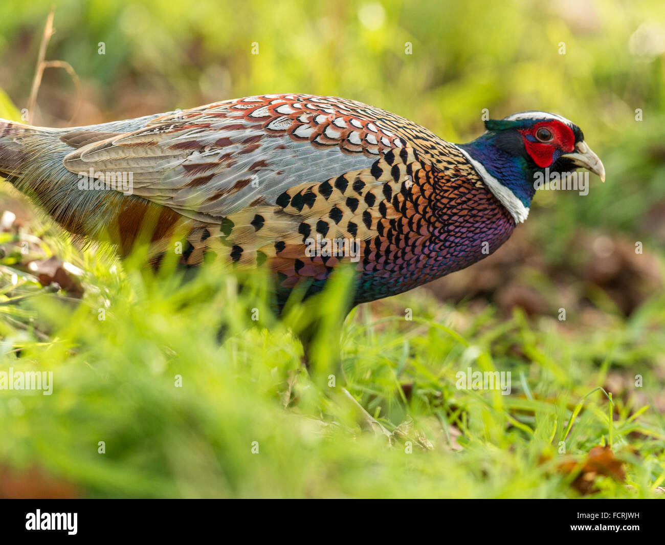 Beautiful Male Ring-necked Pheasant (Phasianus colchicus) foraging in ...