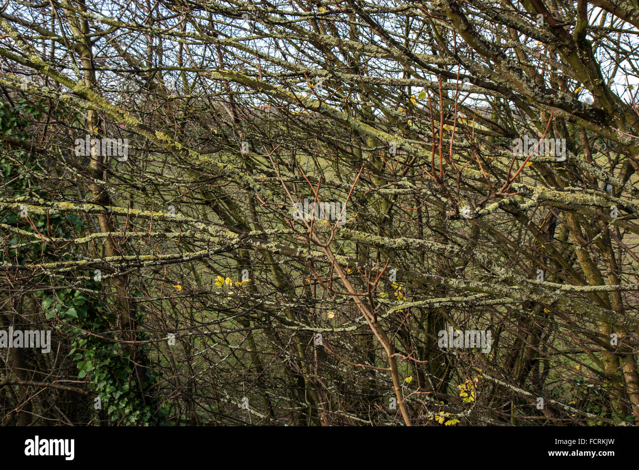 A cluster of old branches Stock Photo - Alamy