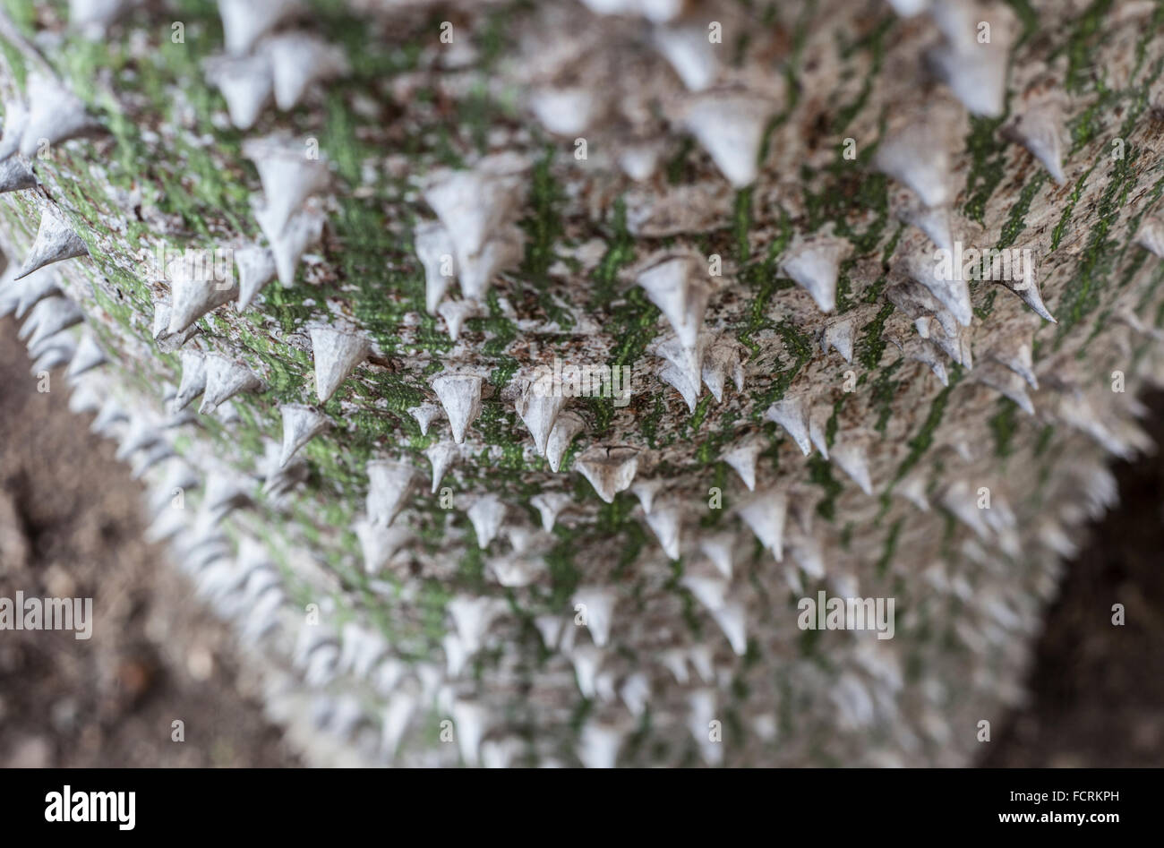 White Silk Floss tree trunk. Its scientific name is Chorisia Insignis ...