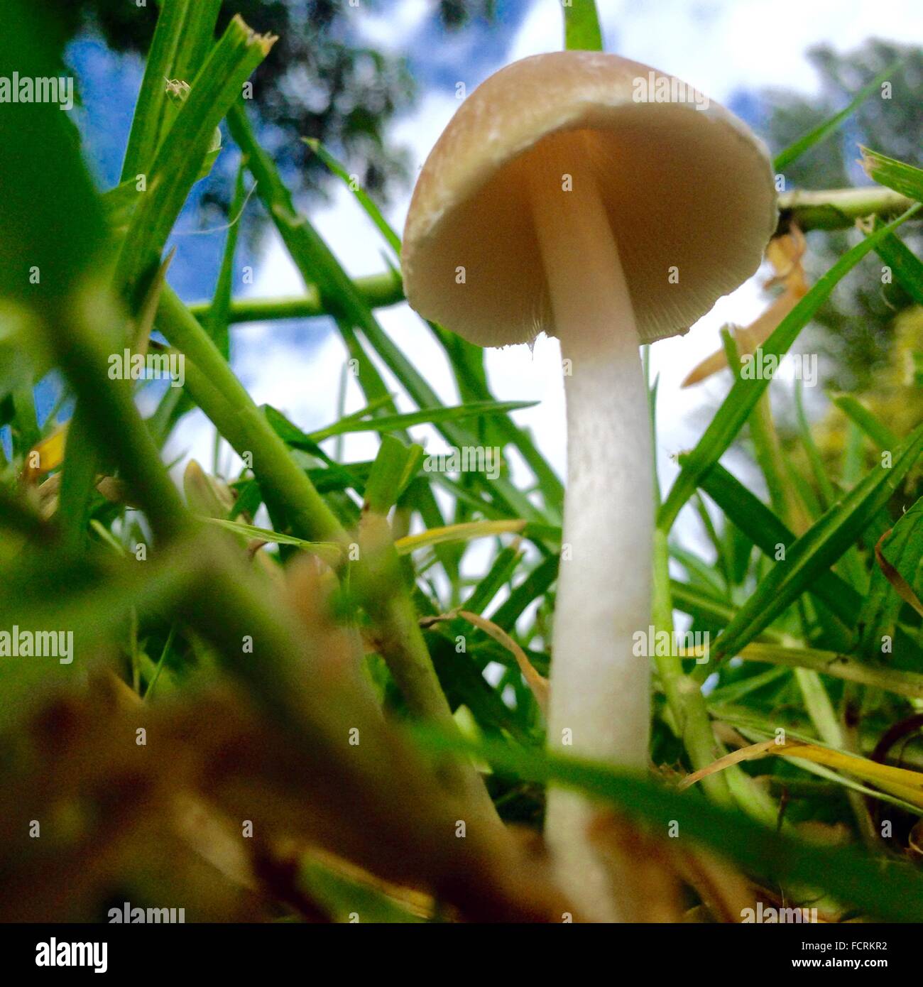 Low angle little mushroom view between grass blades Stock Photo - Alamy