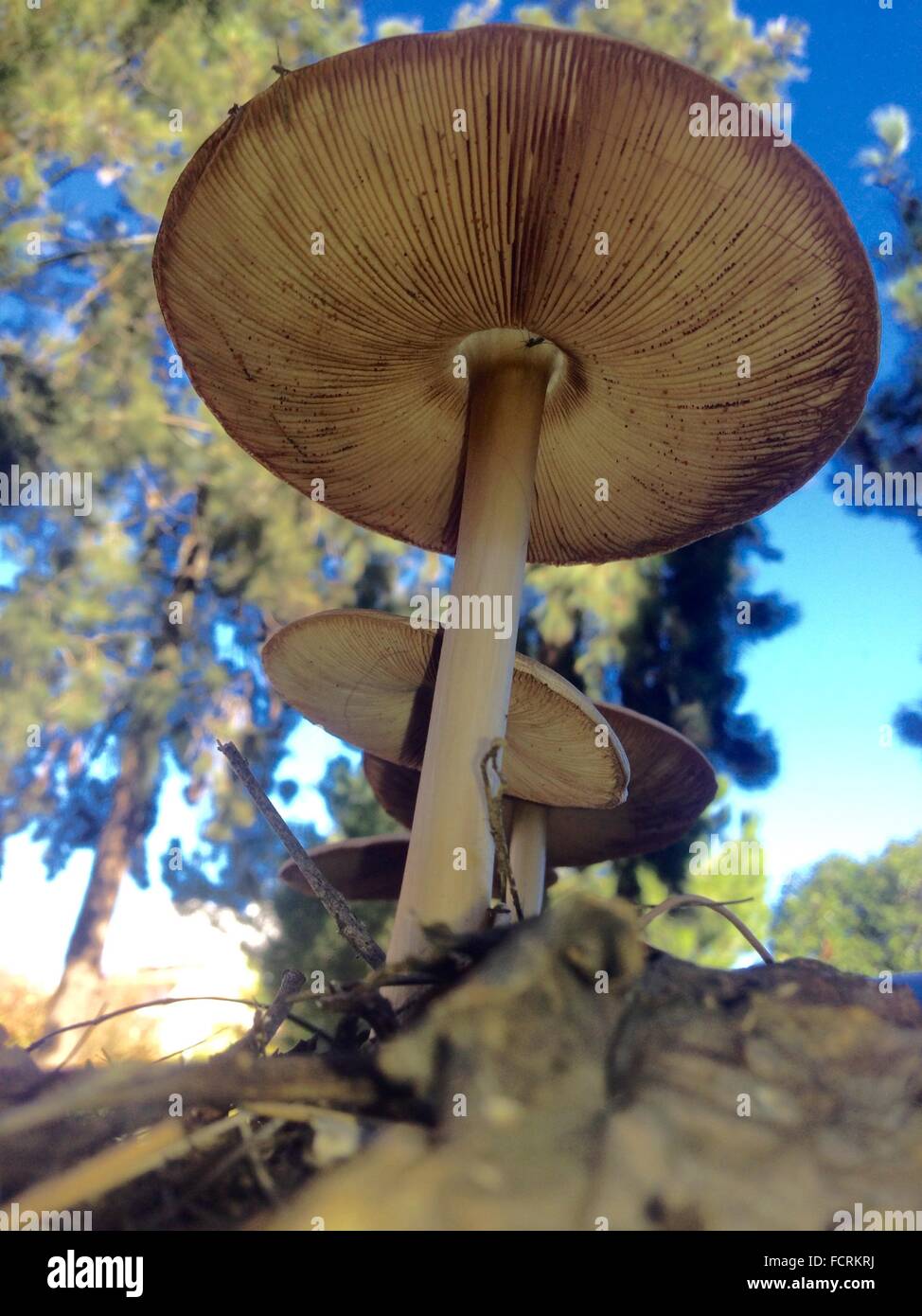 Low angle of big mushrooms between dry leaves Stock Photo - Alamy
