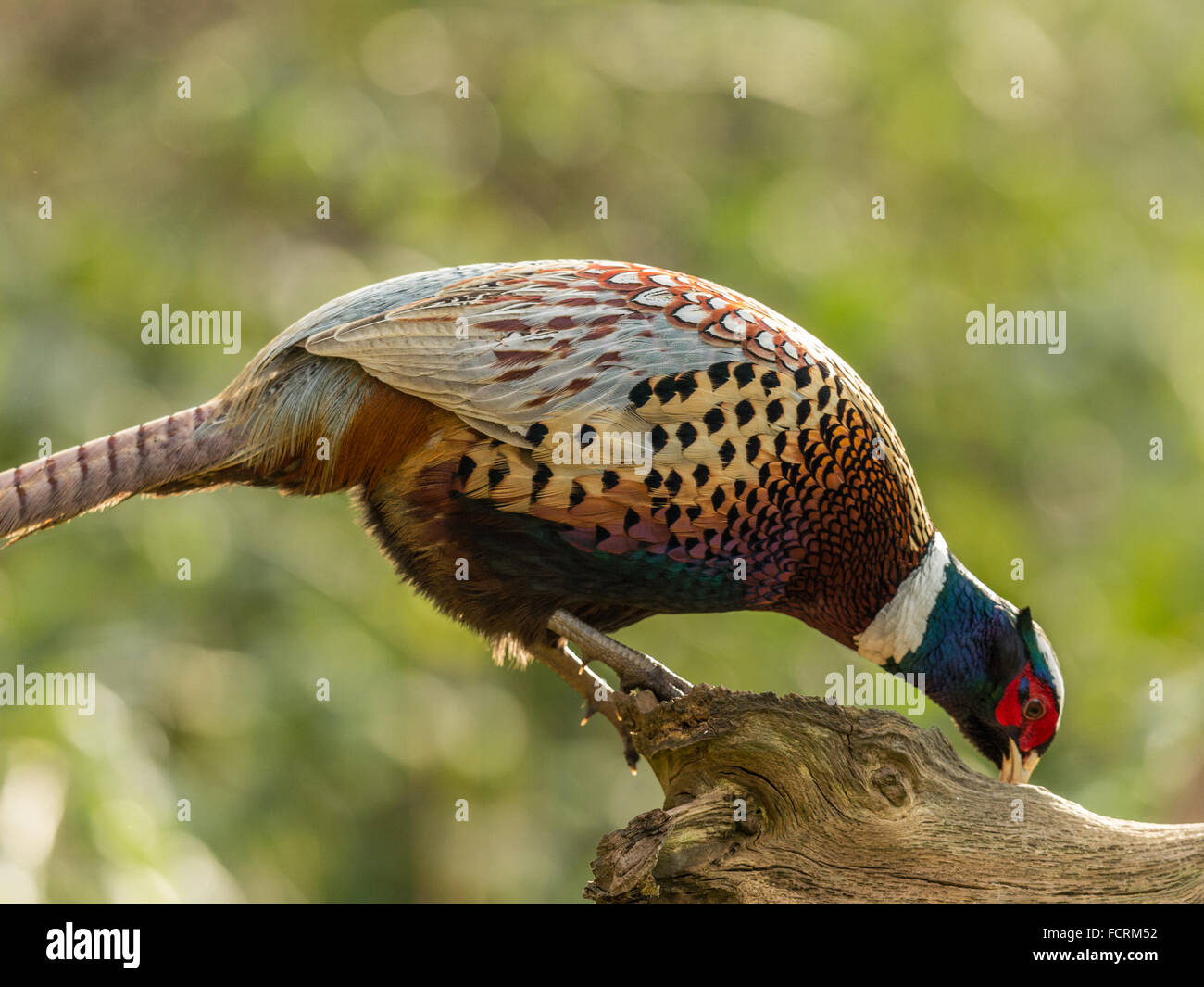 Beautiful Male Ring-necked Pheasant (Phasianus colchicus) foraging in ...