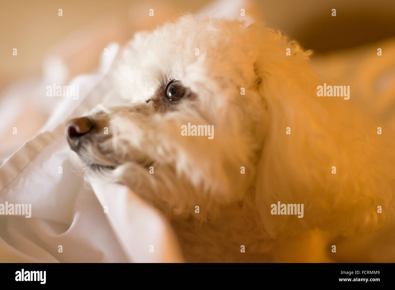 Frise dog hi-res stock photography and images - Alamy