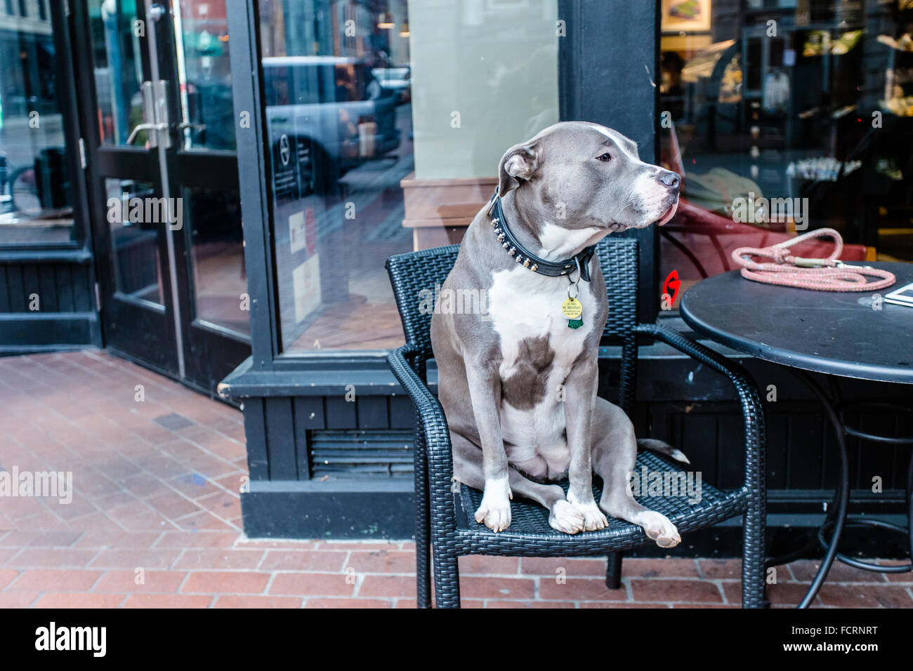 Dog sit couch chair people hi-res stock photography and images - Alamy