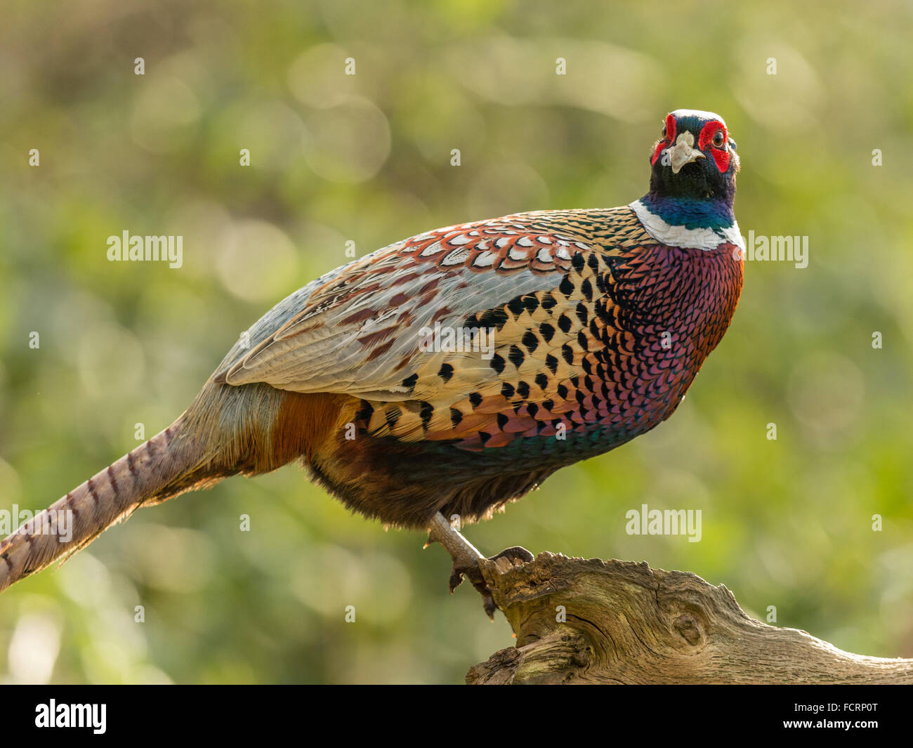 Beautiful Male Ring-necked Pheasant (Phasianus colchicus) foraging in natural woodland forest ...