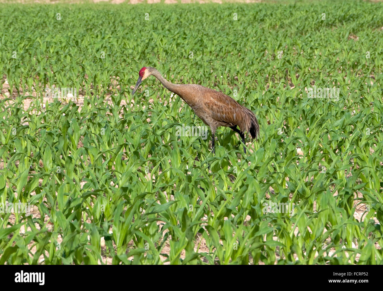 Crane Bird Farm Field High Resolution Stock Photography and Images - Alamy