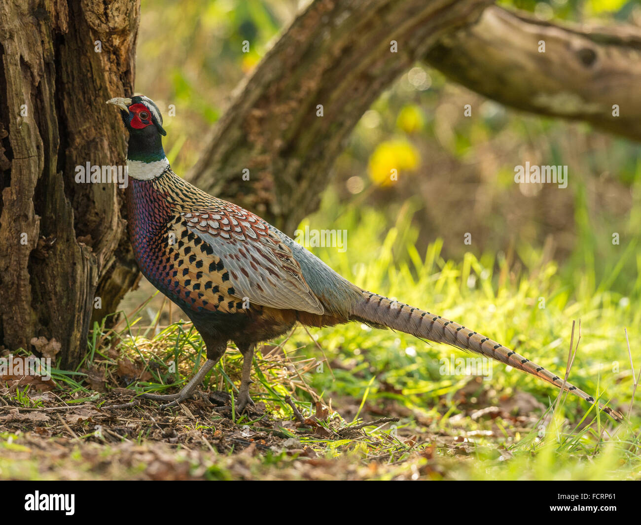 Beautiful Male Ring-necked Pheasant (Phasianus colchicus) foraging in ...