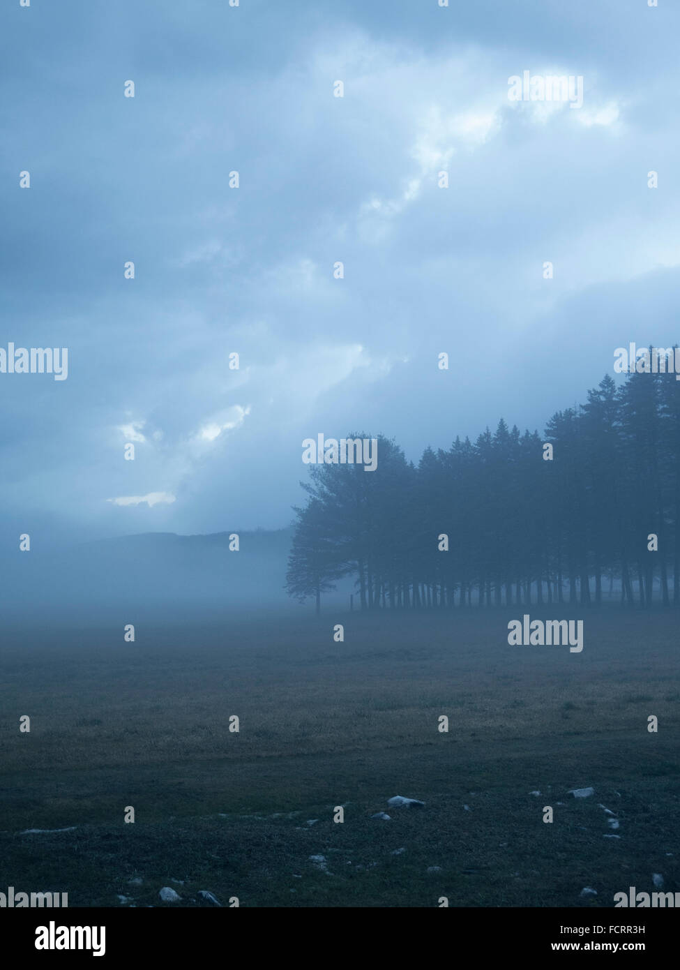 An open hay field and a row of evergreen trees on a cloudy and foggy ...