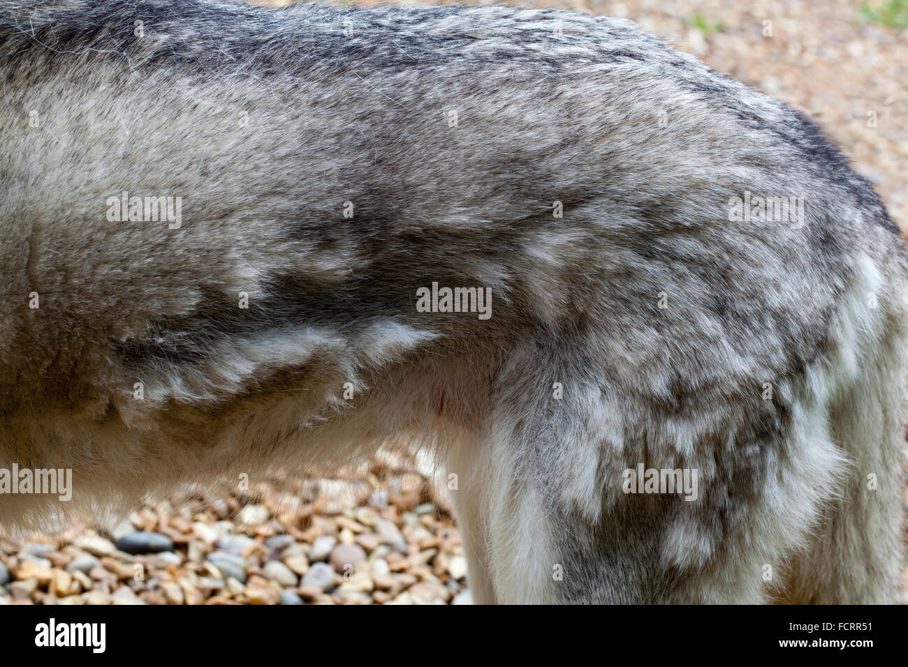 Left flank hi-res stock photography and images - Alamy