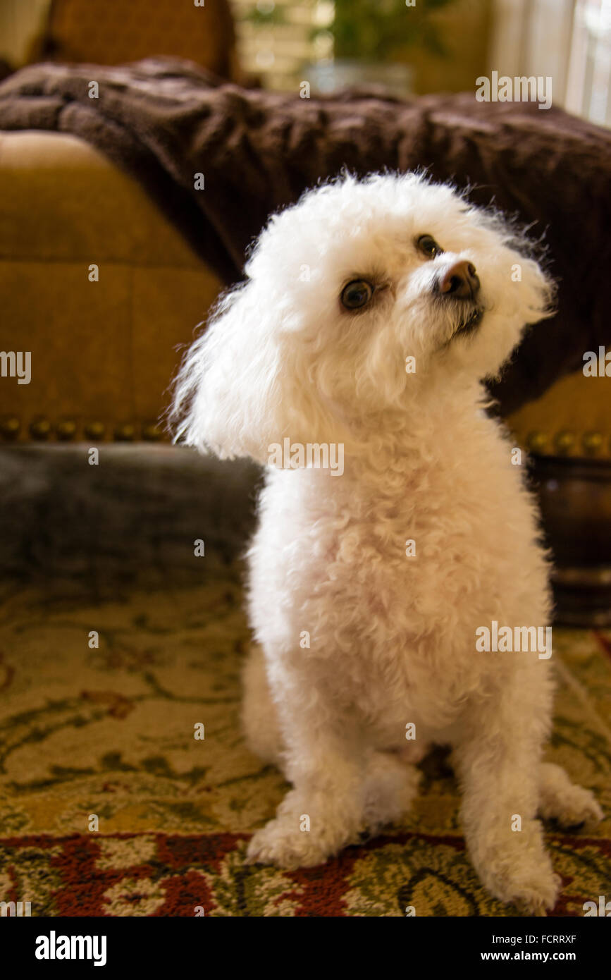 Brown Bichon Frise Full Grown