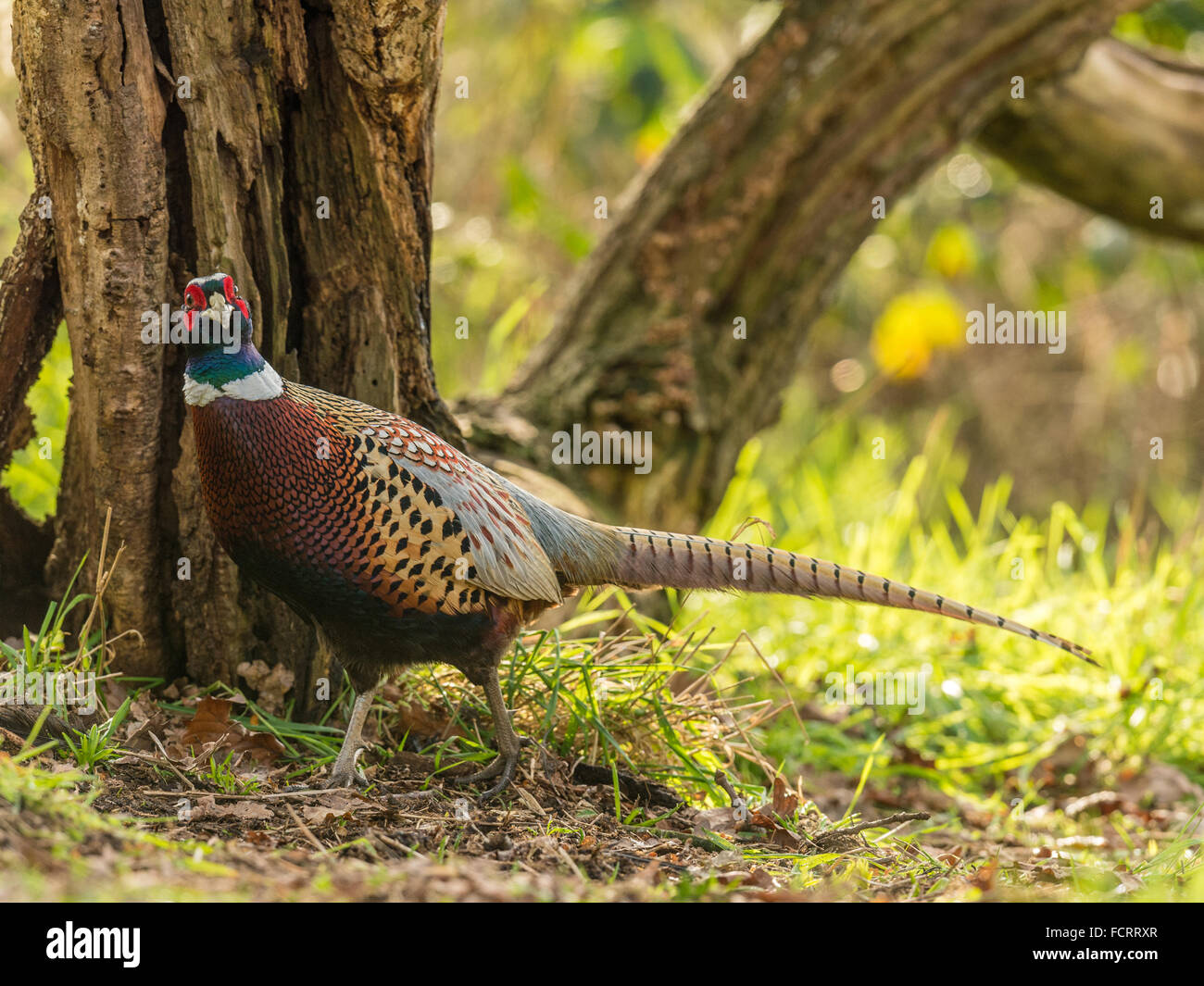 Beautiful Male Ring-necked Pheasant (Phasianus colchicus) foraging in ...