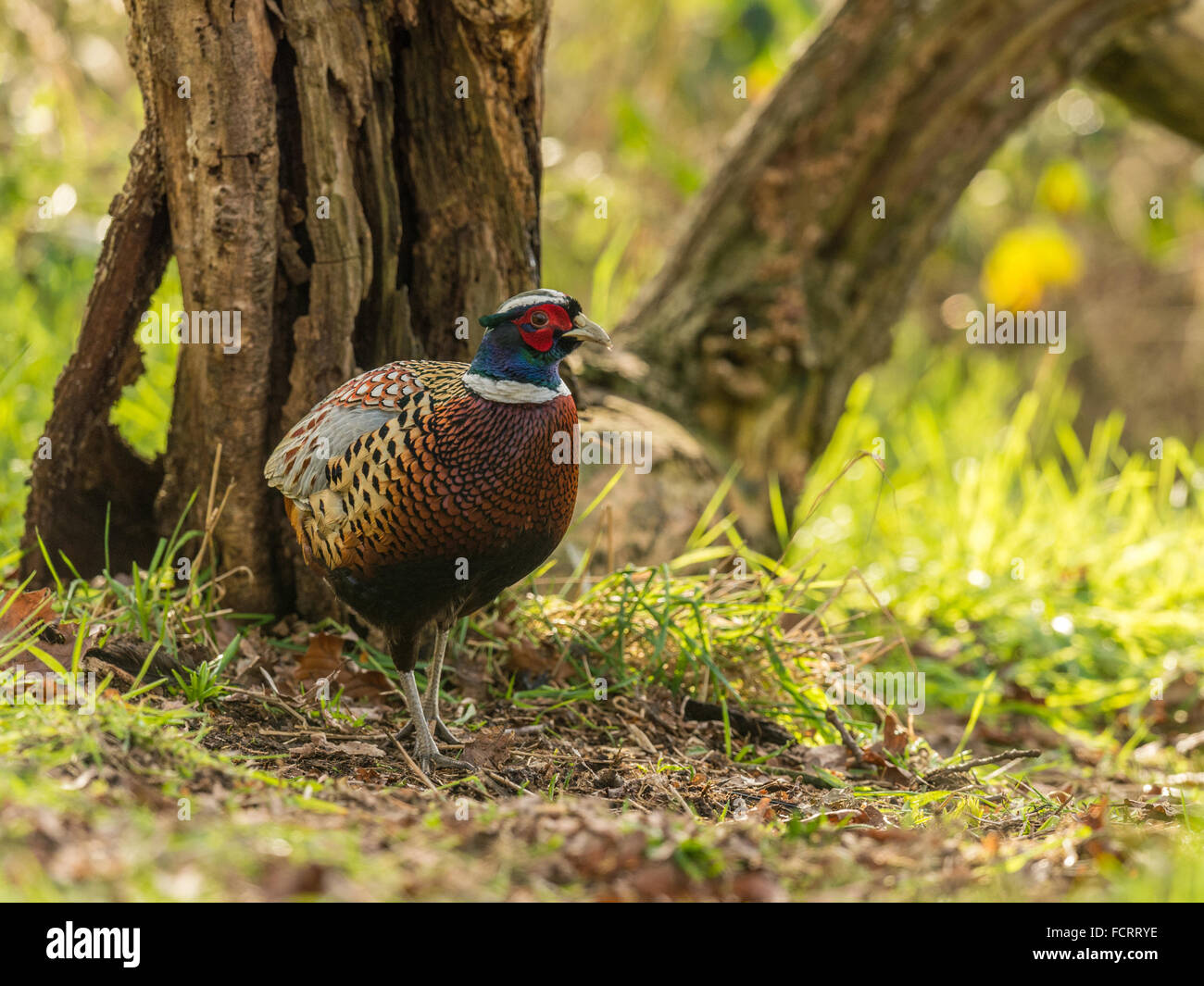 Beautiful Male Ring-necked Pheasant (Phasianus colchicus) foraging in ...